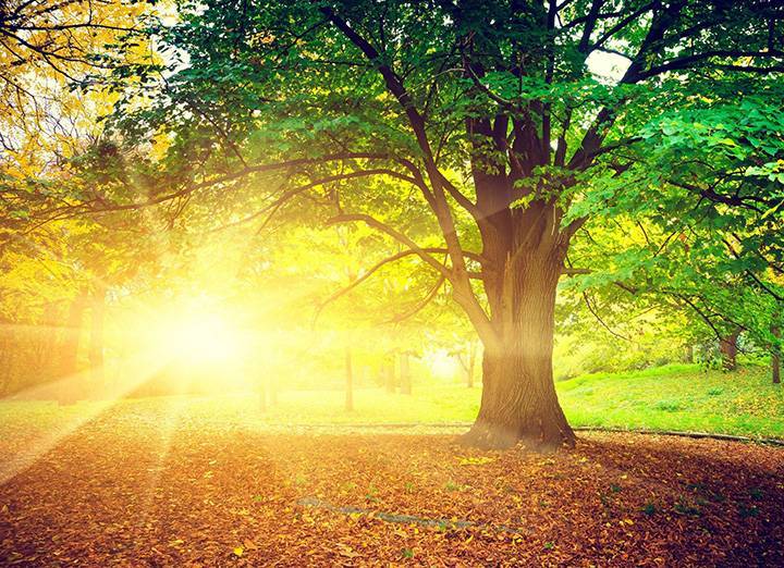 sunrise - Sippin Energy Products